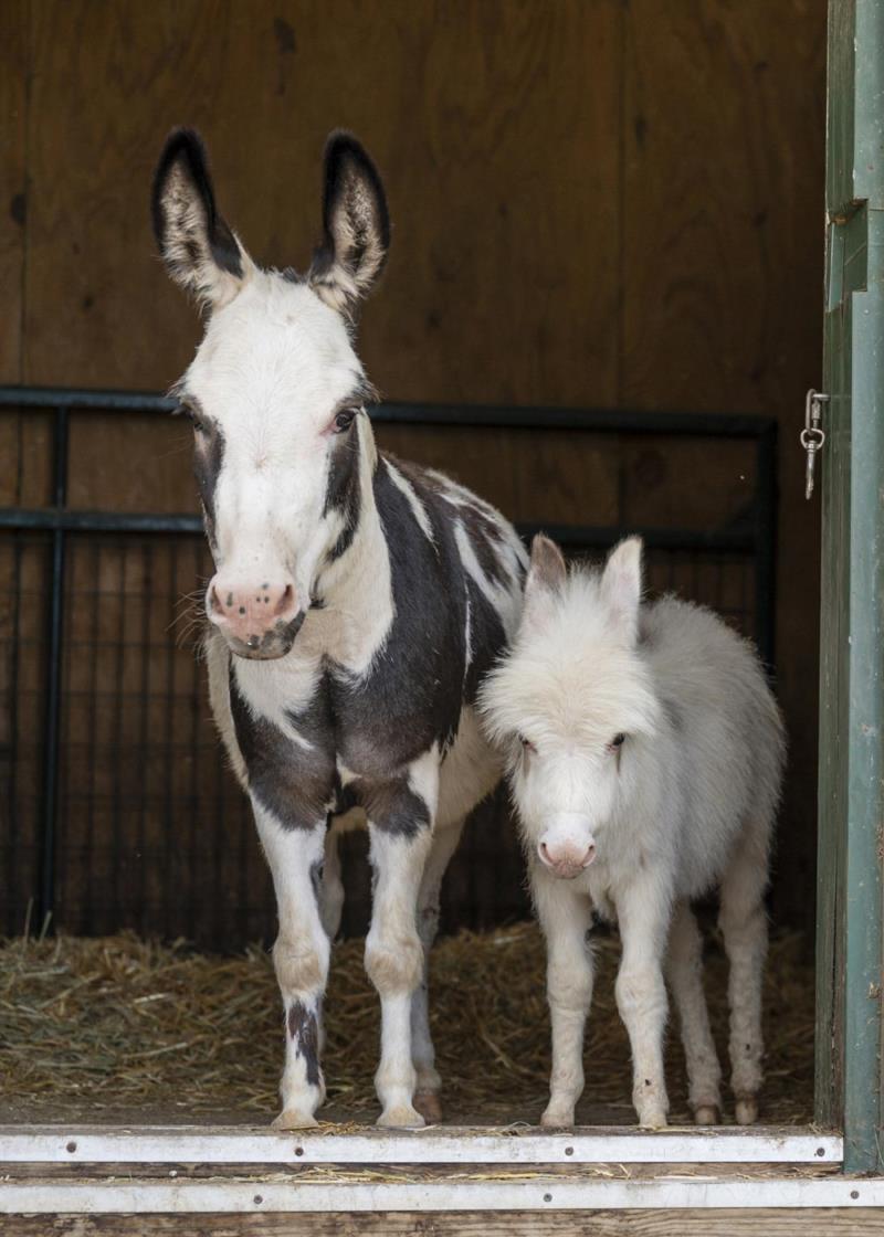 MJB Miniature Donkeys in Colorado